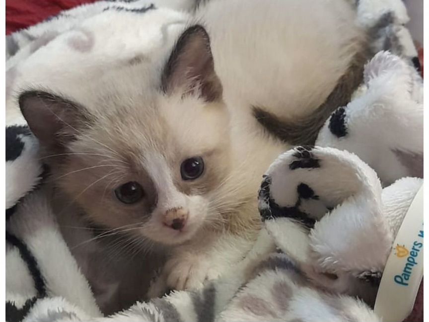 Котенок Гав в добрые руки