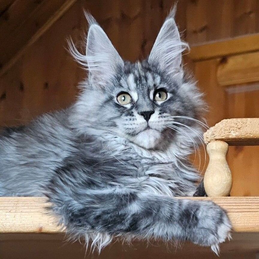 Котята мейн-кун