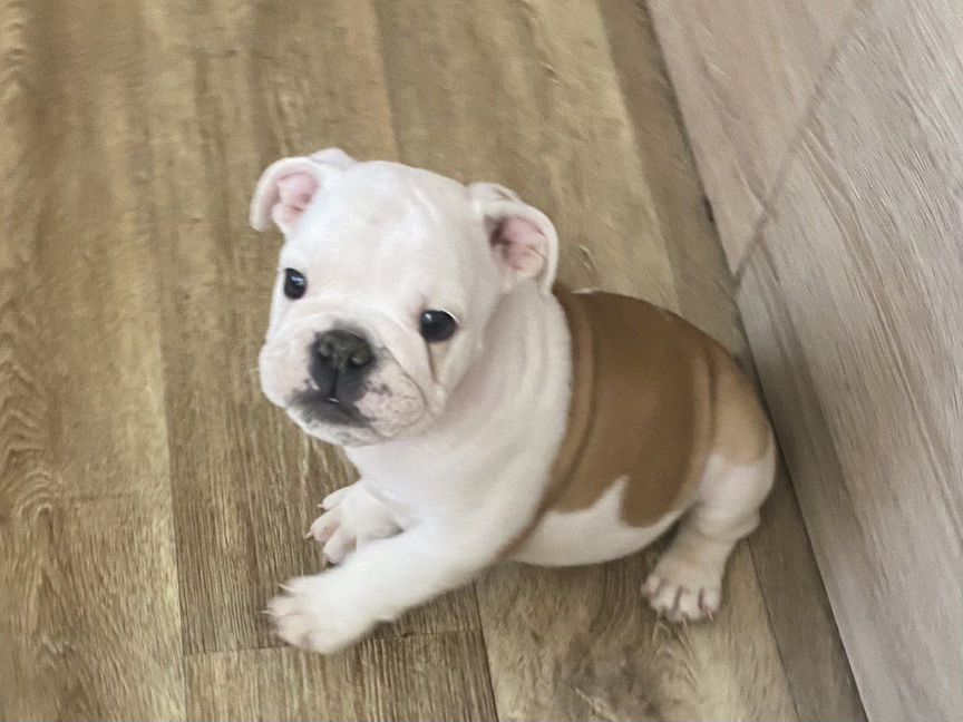 Английский бульдог мальчик