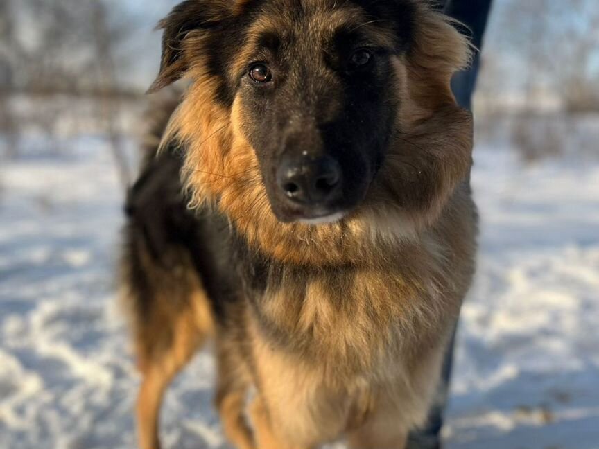 Ну очень классный песик Шкипер