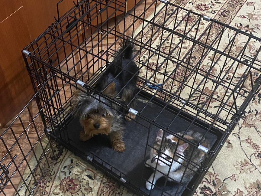 Клетка доя собак