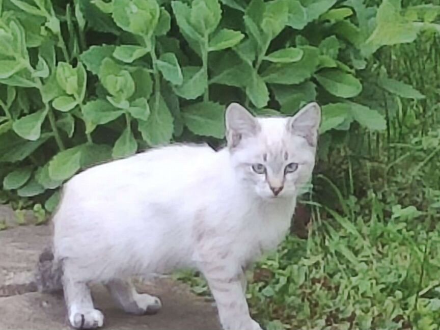Котик