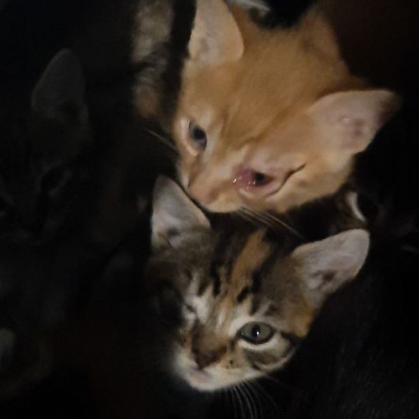 Котята в добрые руки бесплатно