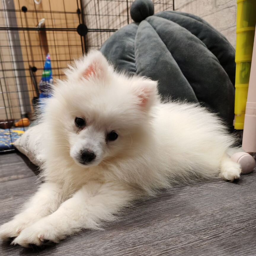 Японский шпиц, щенок