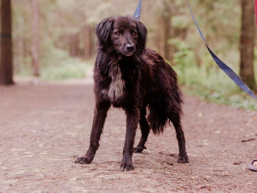 Арчи ищет дом