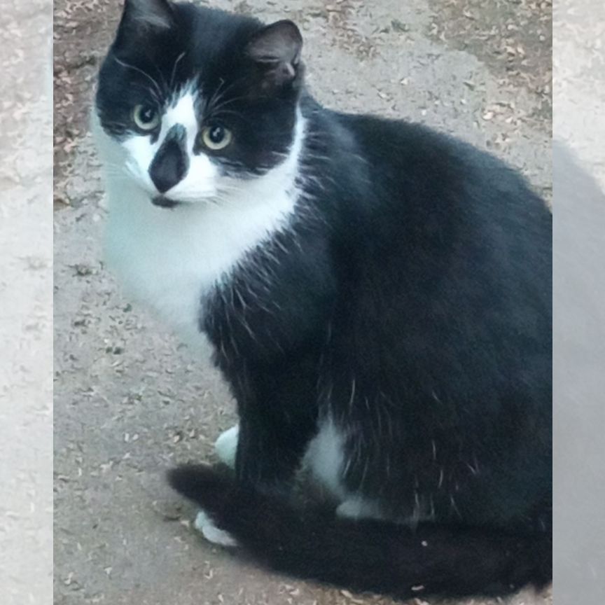 2 кота и 1 кошечка