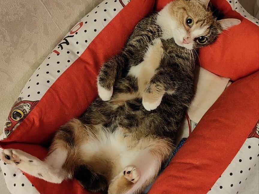 Кошечка в добрые руки
