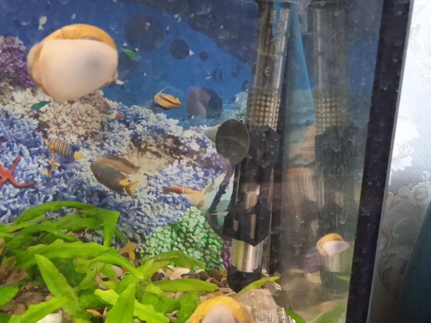 Улитки ампулярии в аквариум