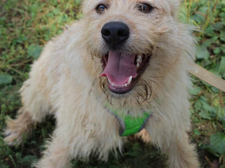 Ищем дом собаке Рокси