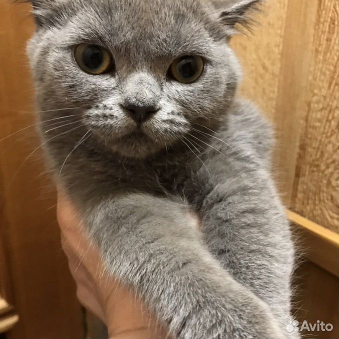 Экзотическая короткошерстная кошка