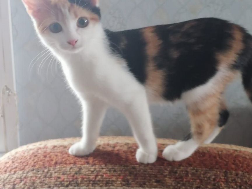 Варя - чудесная кошечка