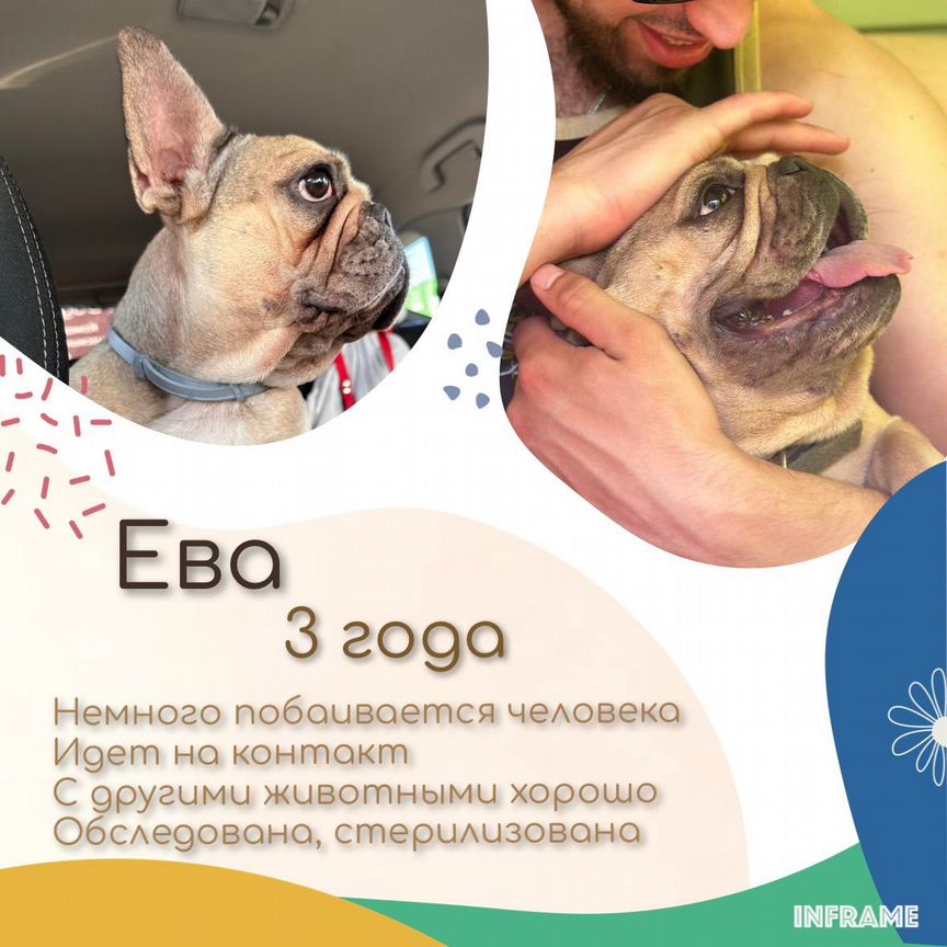 Французский бульдог