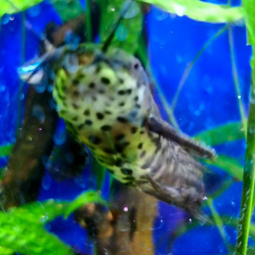 Гурами и сомик