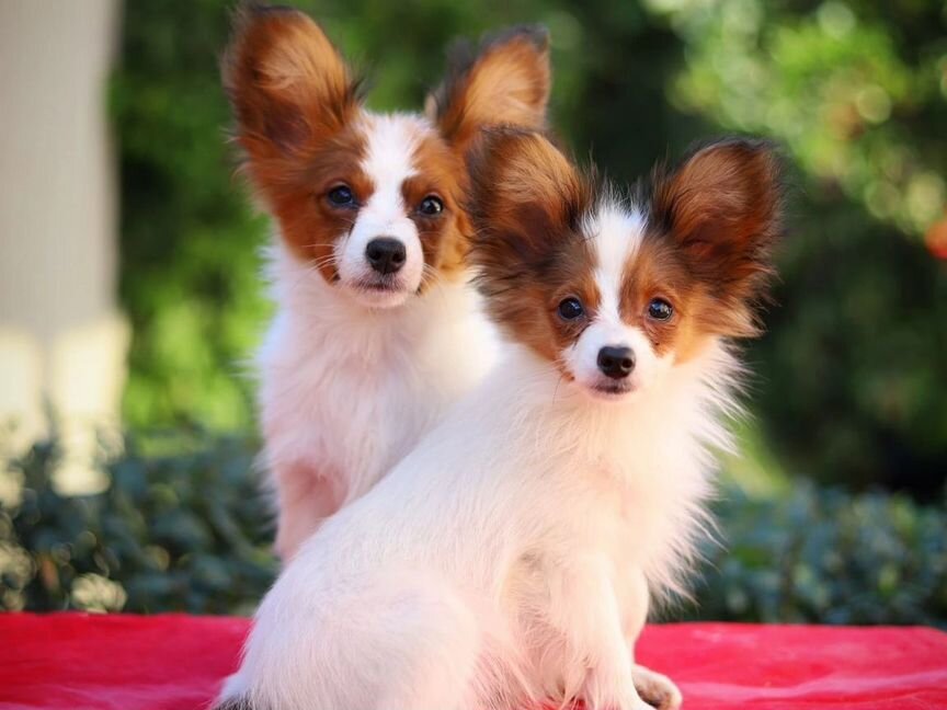 Щенки папийона