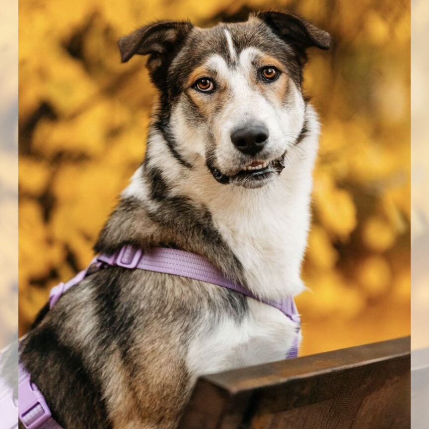 Взрослый пёс в добрые руки