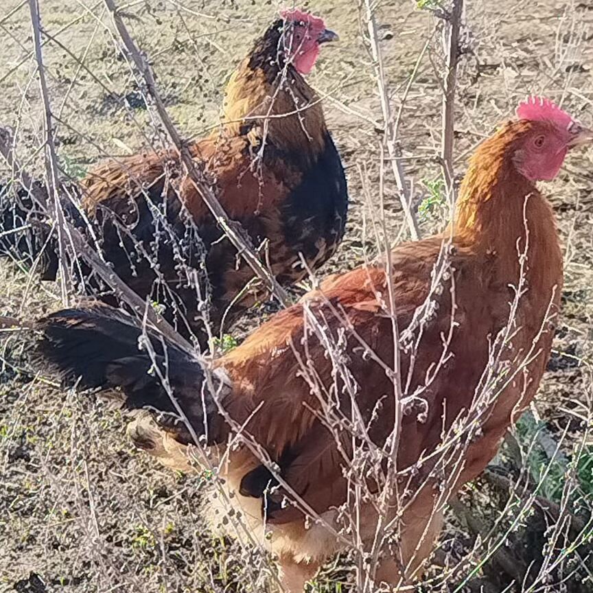 Молодые петухи