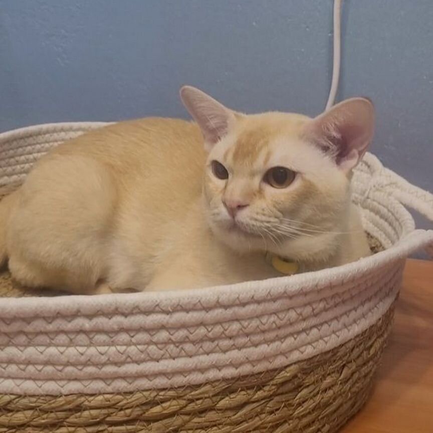 Молодой котик