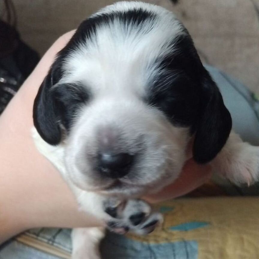 Русский охотничий спаниель, щенок