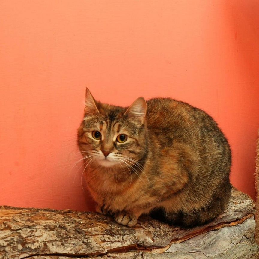 Кошечка в добрые руки