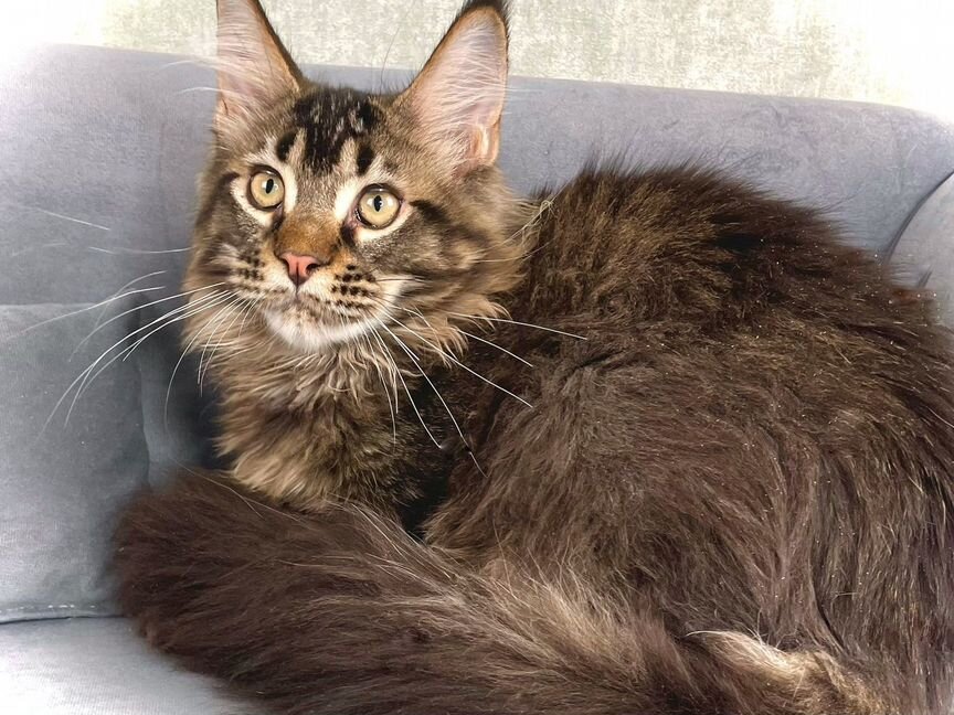 Котенок от Чемпиона мира