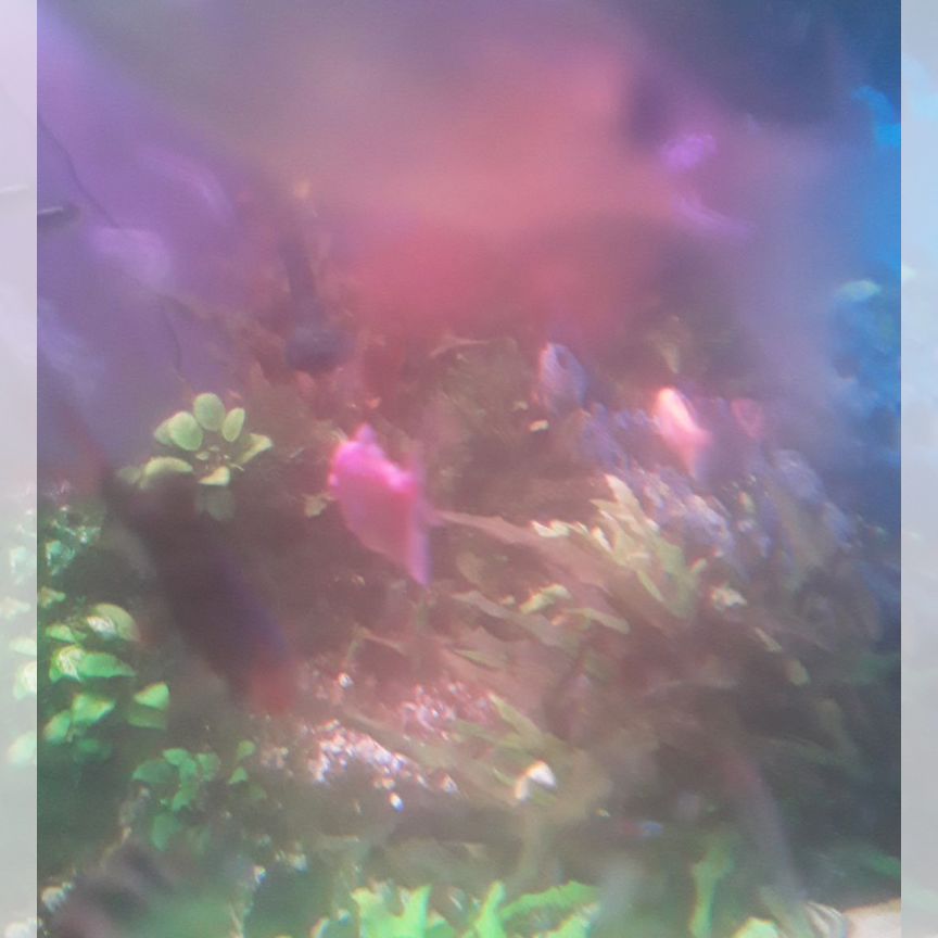 Аквариумные рыбки. Обмен