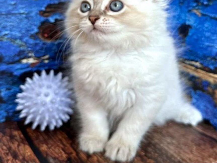 Котята невский маскарадный