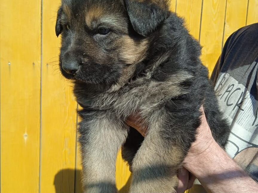 Щенки немецкой овчарки