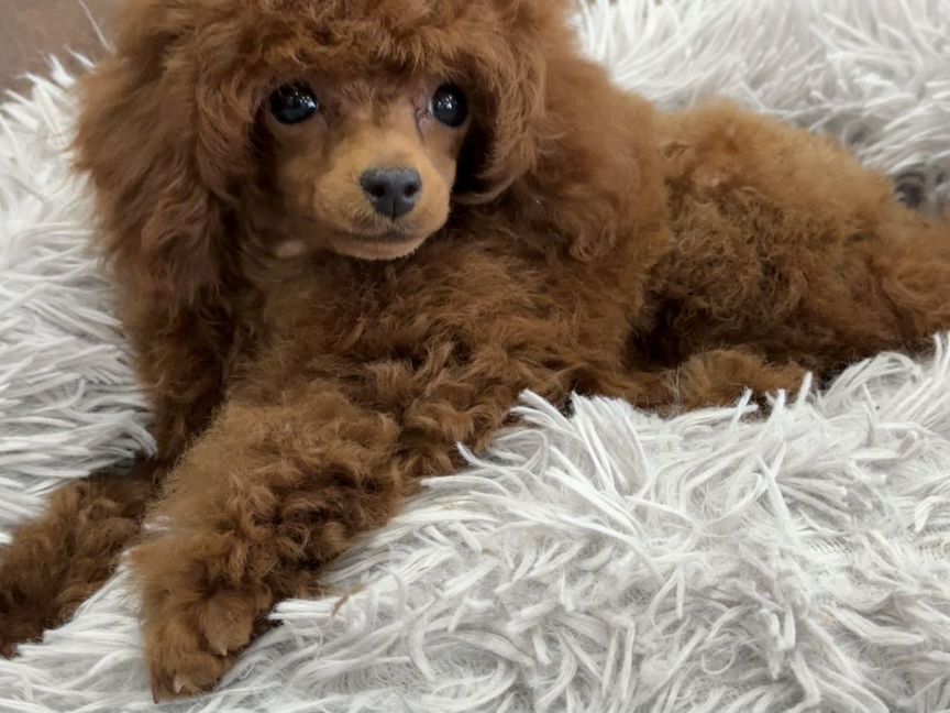 Супер красивые той пудель и тикап