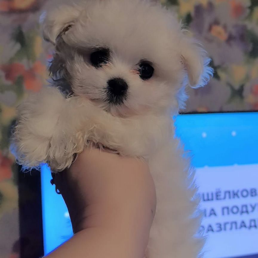 Мальтезе девочка