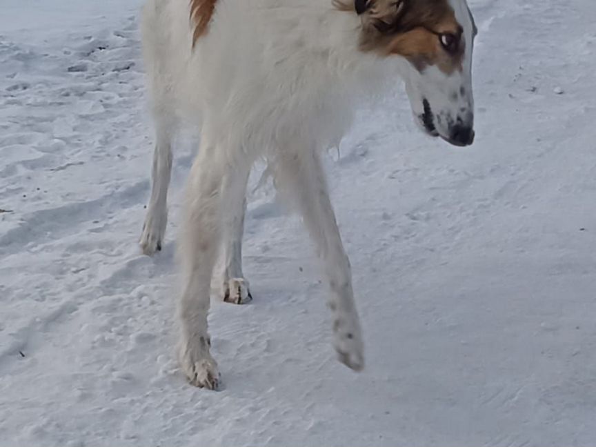 Русская борзая