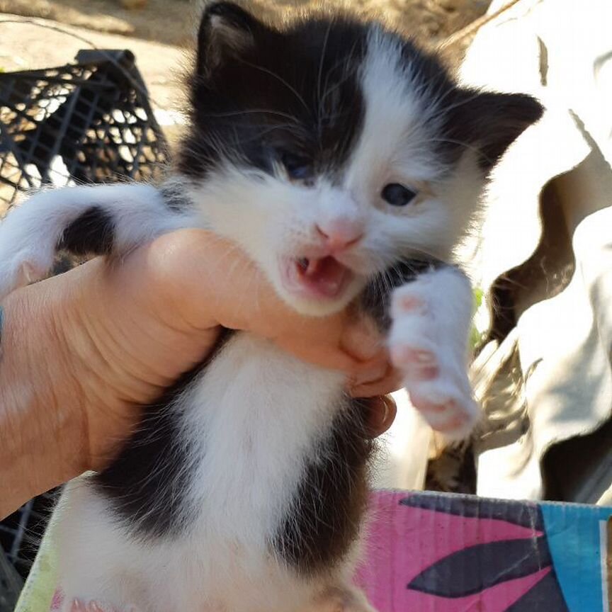 Котята в добрые руки бесплатно мальчик