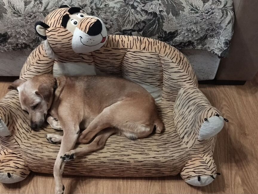 Домашние животные бесплатно собаки