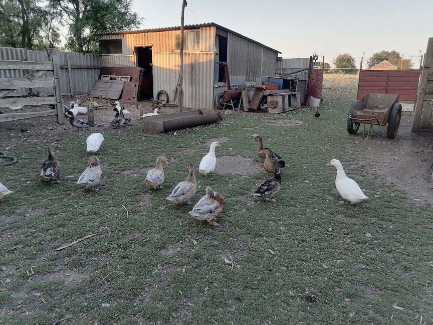 Полудикие утята, индоутки
