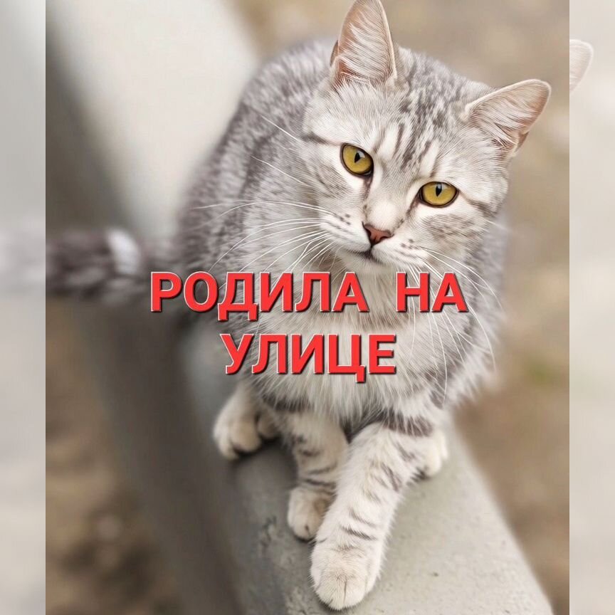 Шотландская вислоухая короткошёрстная, взрослая кошка