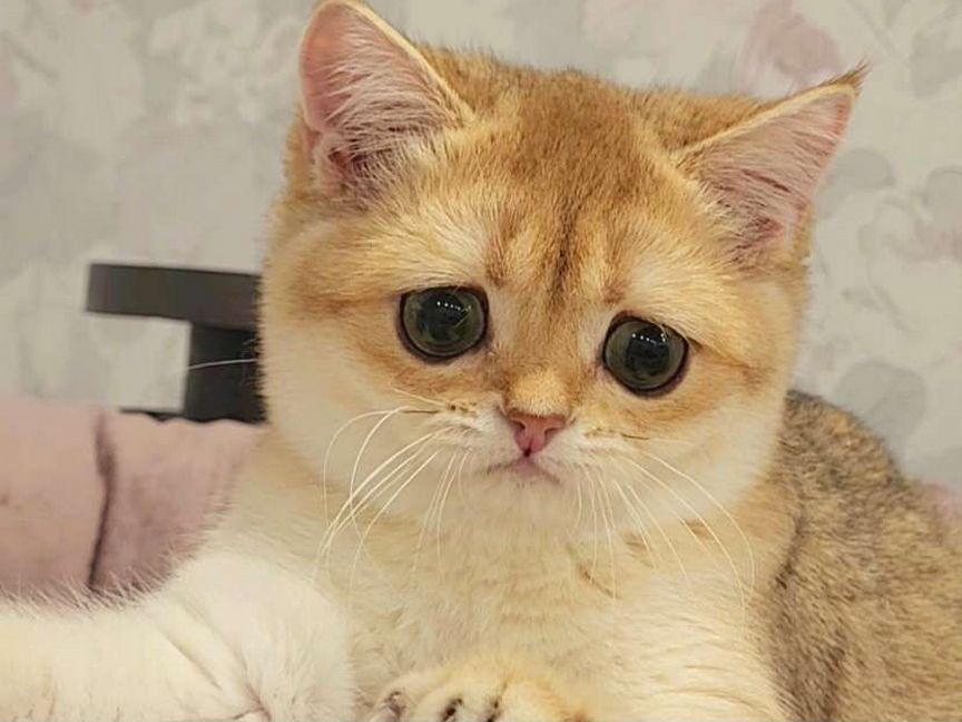 Золотая шиншилла