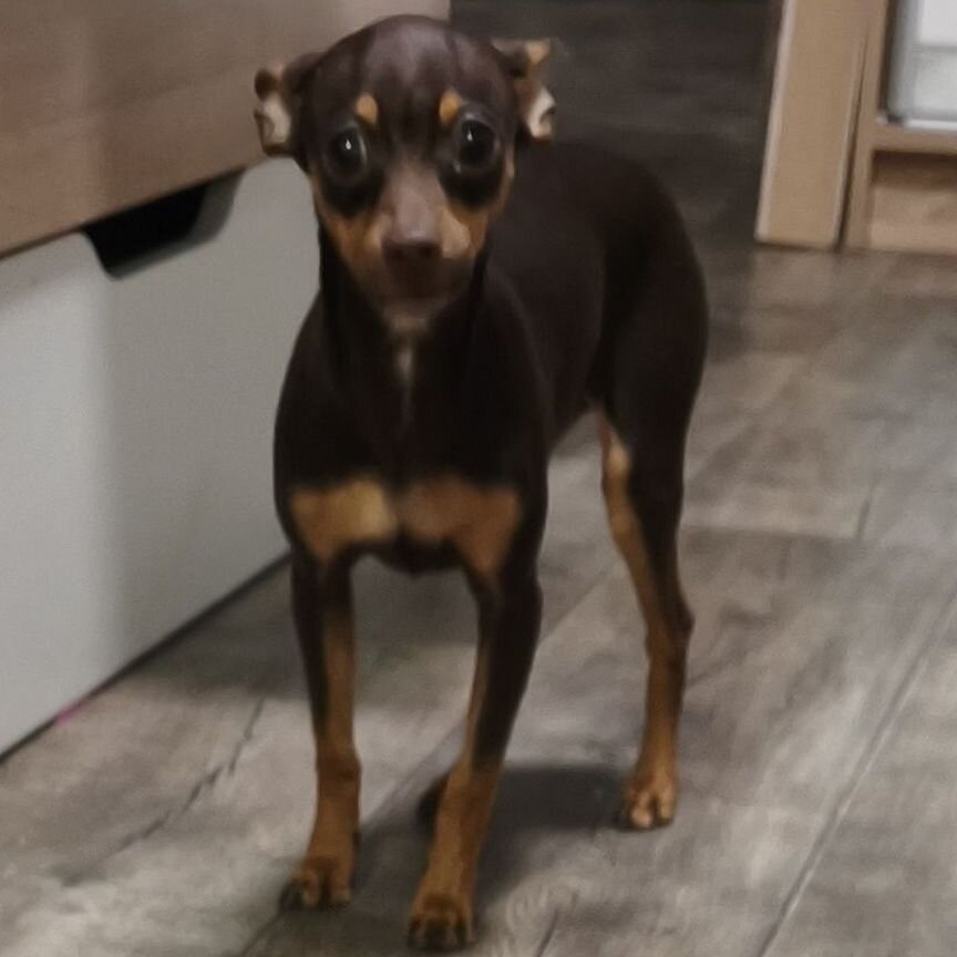 Русский той-терьер, взрослая собака