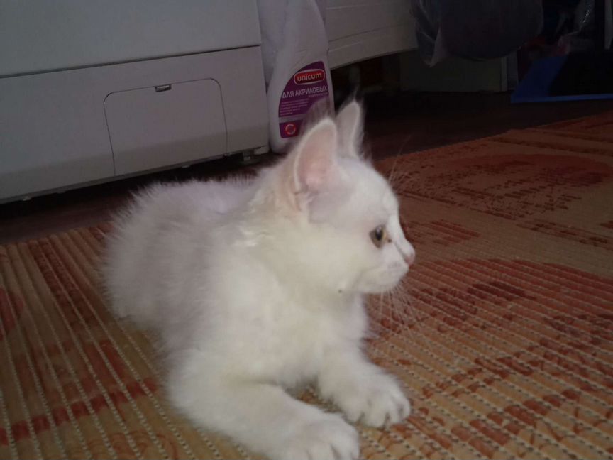 Кошки домашние