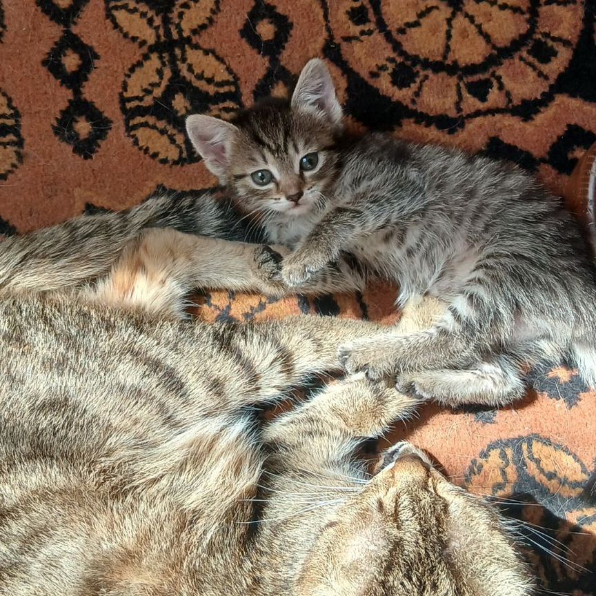 Сибирский котёнок