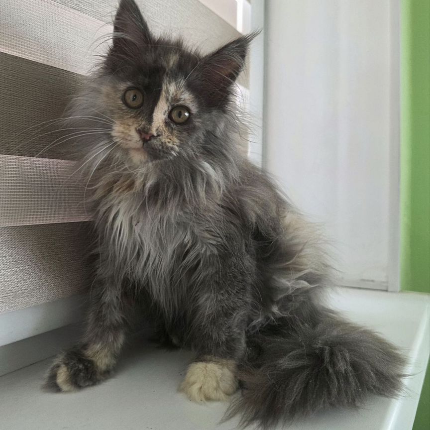Мейн-кун котёнок