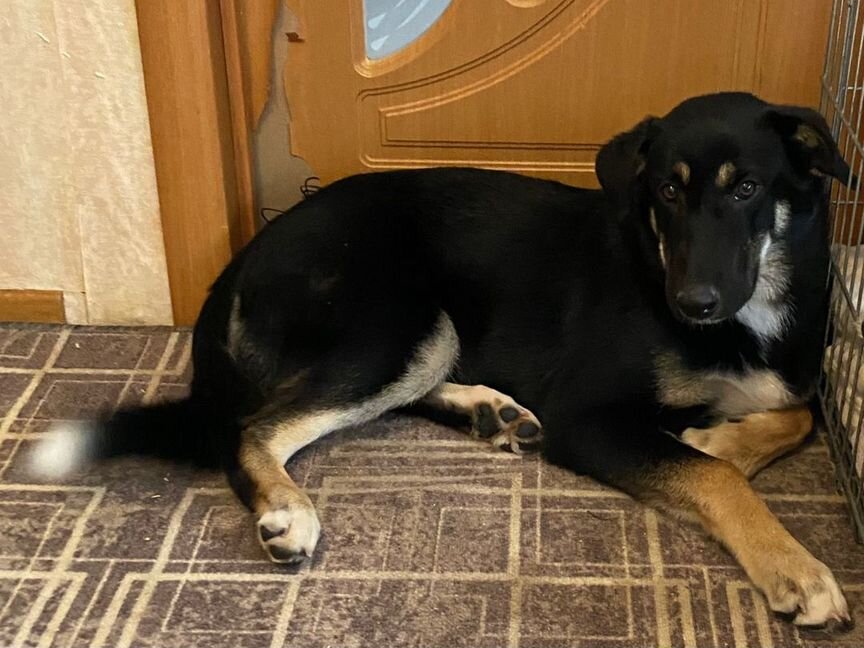 Щенок Май ищет дом