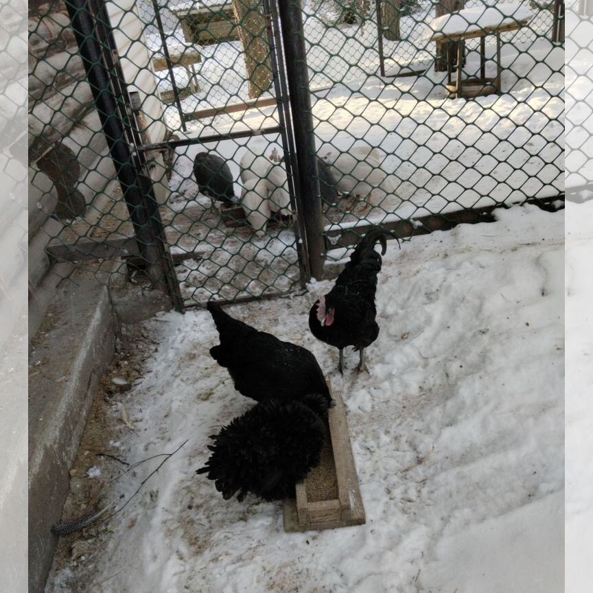 Куры несушки домашние молодые