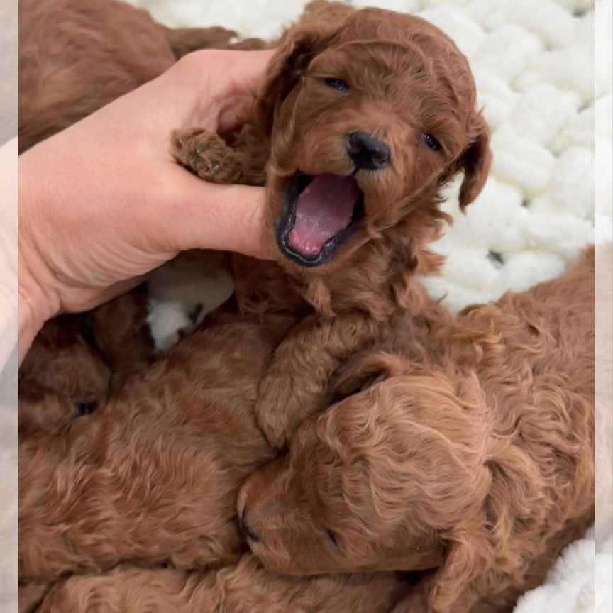 Пудель, щенок