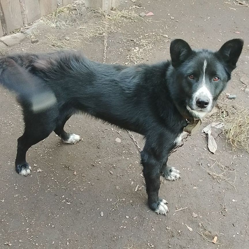 Русская гончая, взрослый пёс