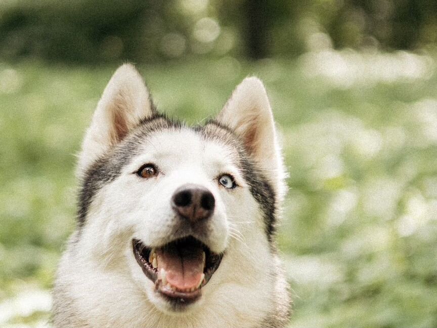 Красавица Эмми в добрые руки