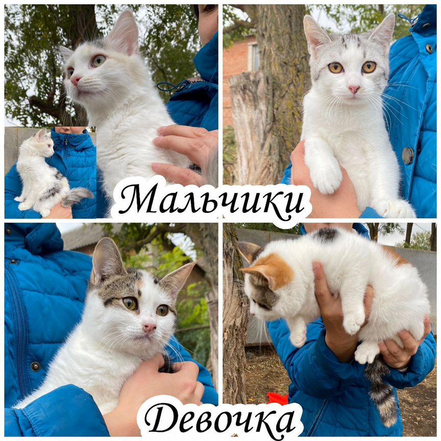 Котята ищут семью