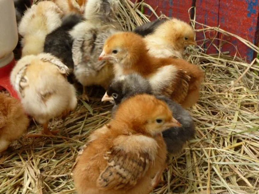 Цыплята суточные от несушки