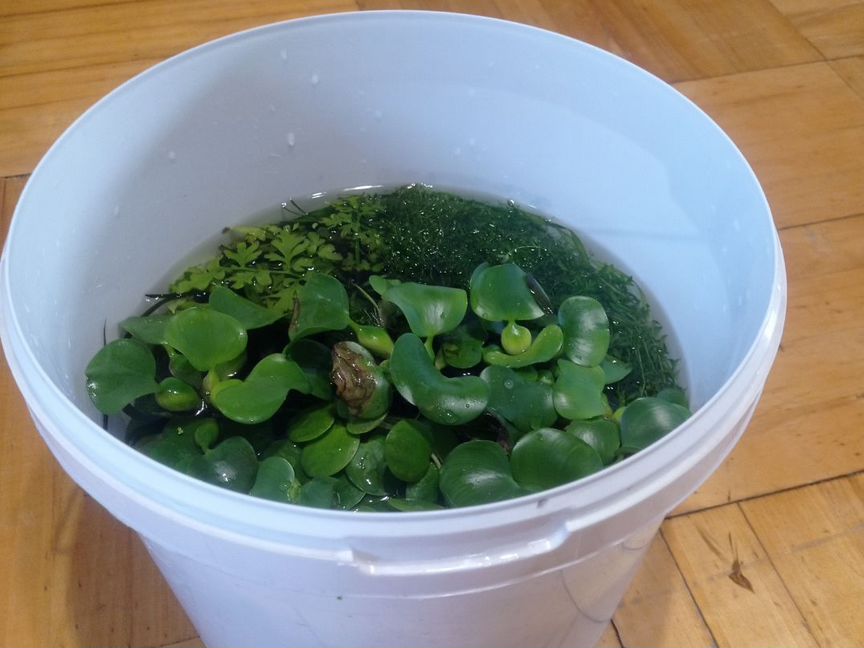 Аквариумные растения