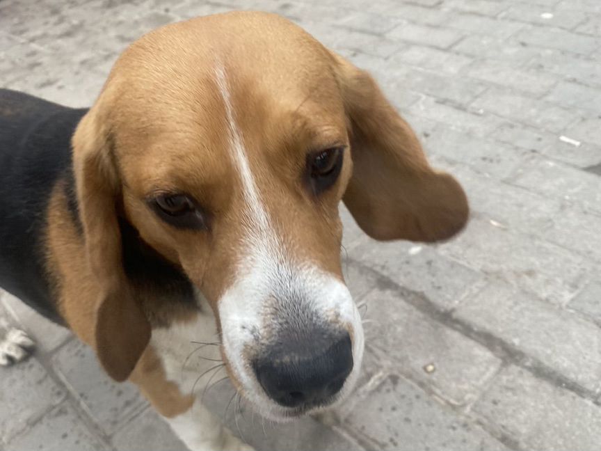 Бигль нашли Собаку отдадим зозяину