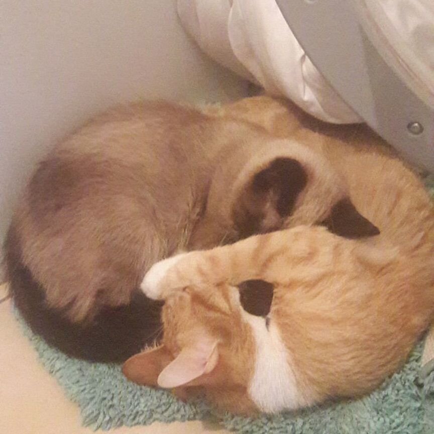 Отдам кота в добрые руки