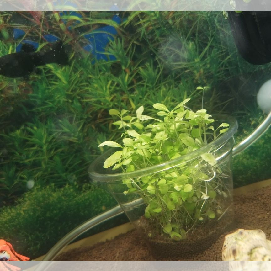 Растения для аквариума